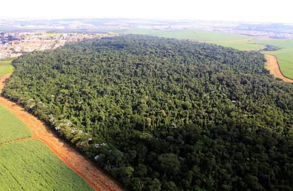 Campinas.com.br - Mata de Santa Genebra, em Campinas, abre inscrições ...