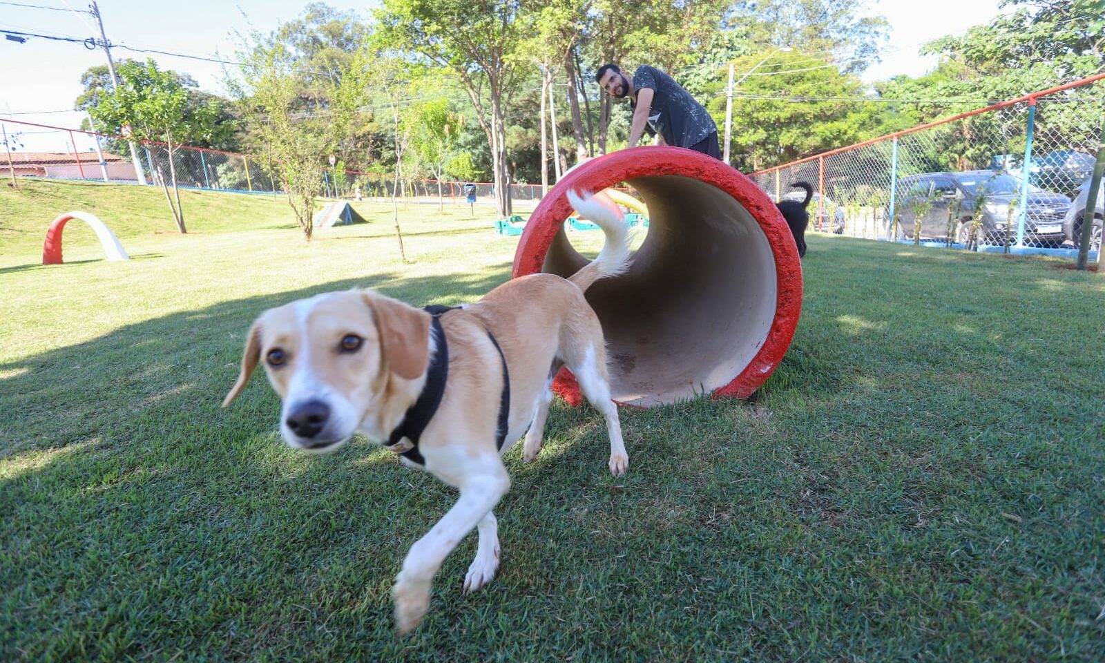 Campinas.com.br - Campinas tem 20 espaços para seu cachorro brincar ...