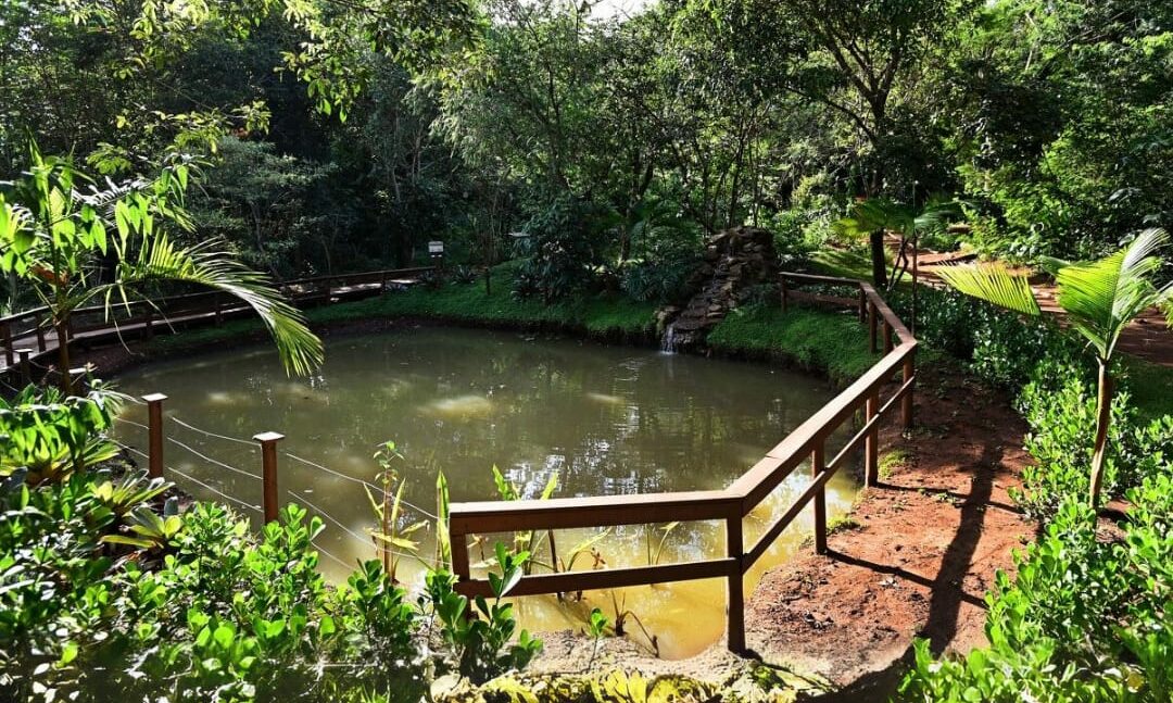 Campinas.com.br - Passeio guiado leva visitantes a explorarem a Mata de ...